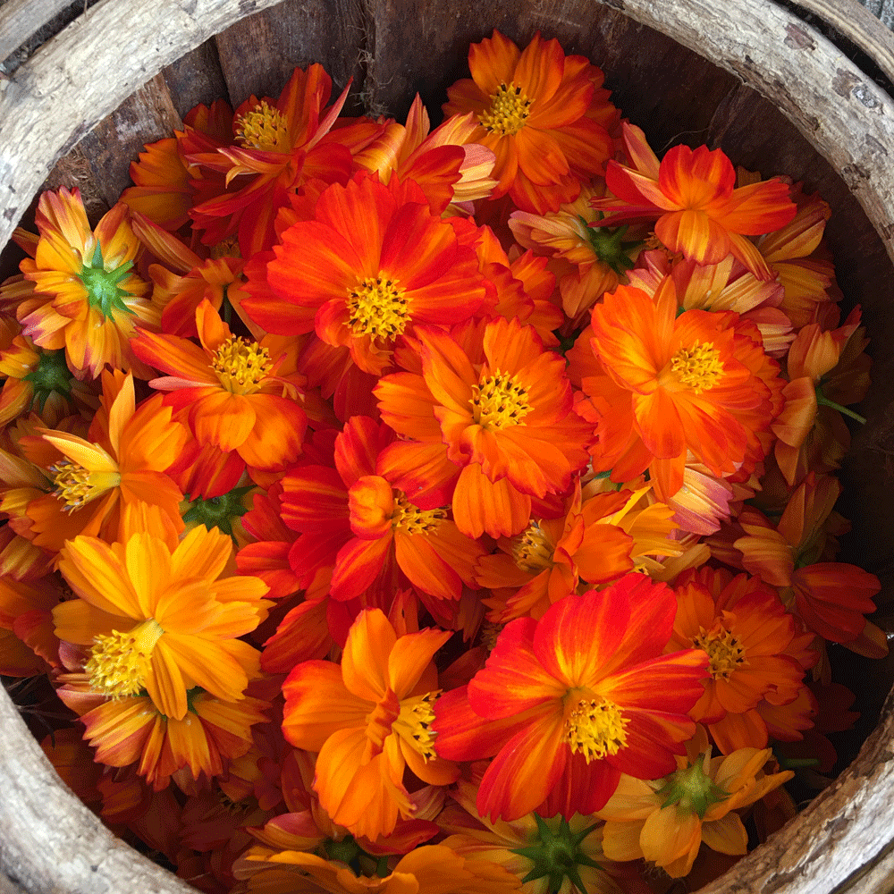 Wendy-Weiss-Natural-Dye | Surface Design Association
