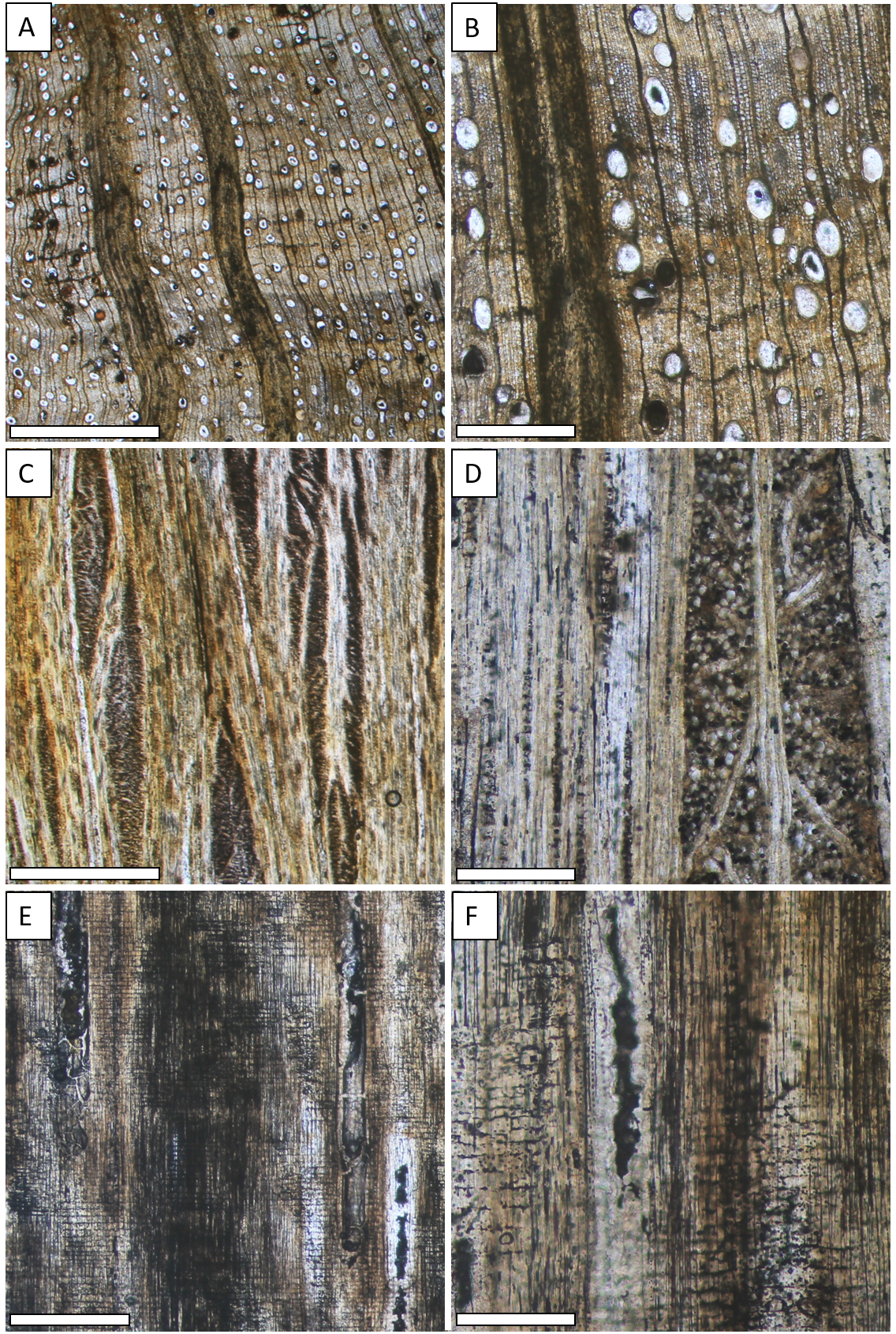 Pam McKinlay image 1-2 Petrified Casuarinaceae | Surface Design Association