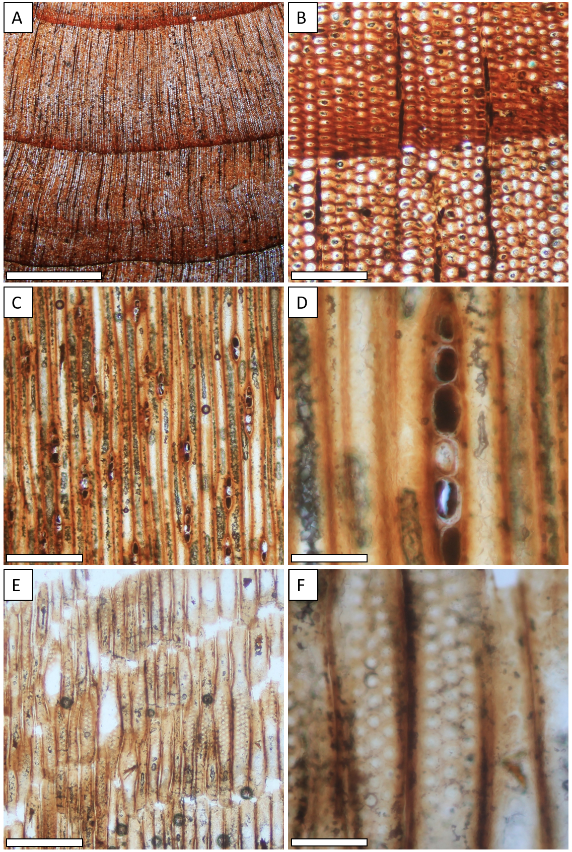 Pam McKinlay image 1-3 Petrified Kauri (Aracaceae) | Surface Design ...