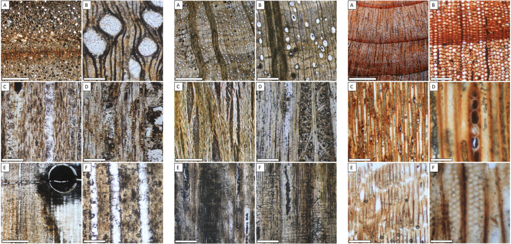 A Petrified Sampler: Forest Timelines Caught in Stone by Pam McKinlay ...